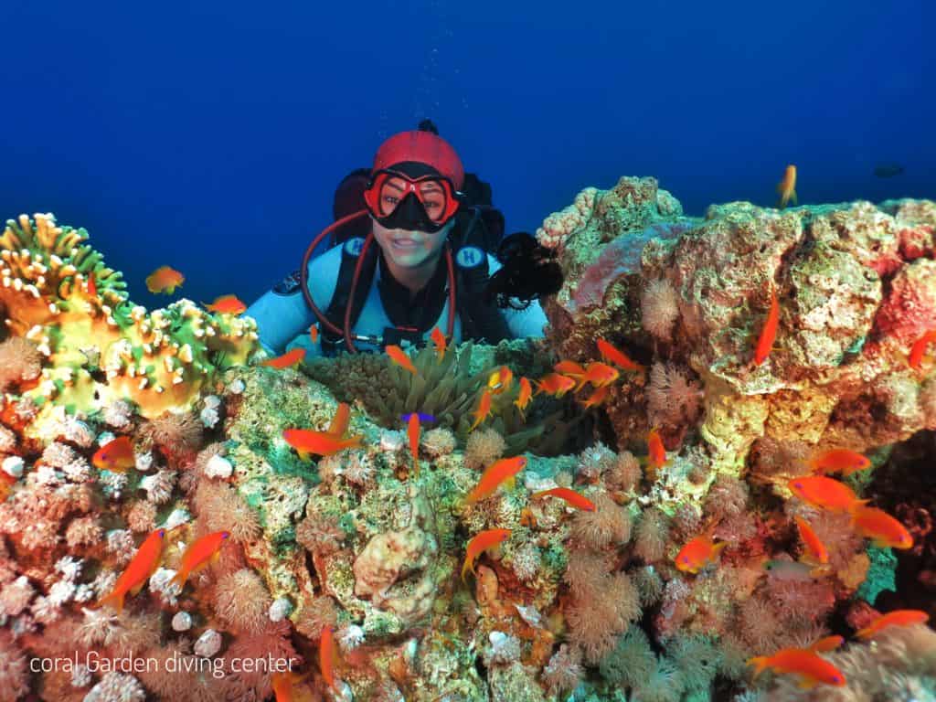 Our Photo Gallery Of Daily Trips in Aqaba- Coral Garden Diving Center
