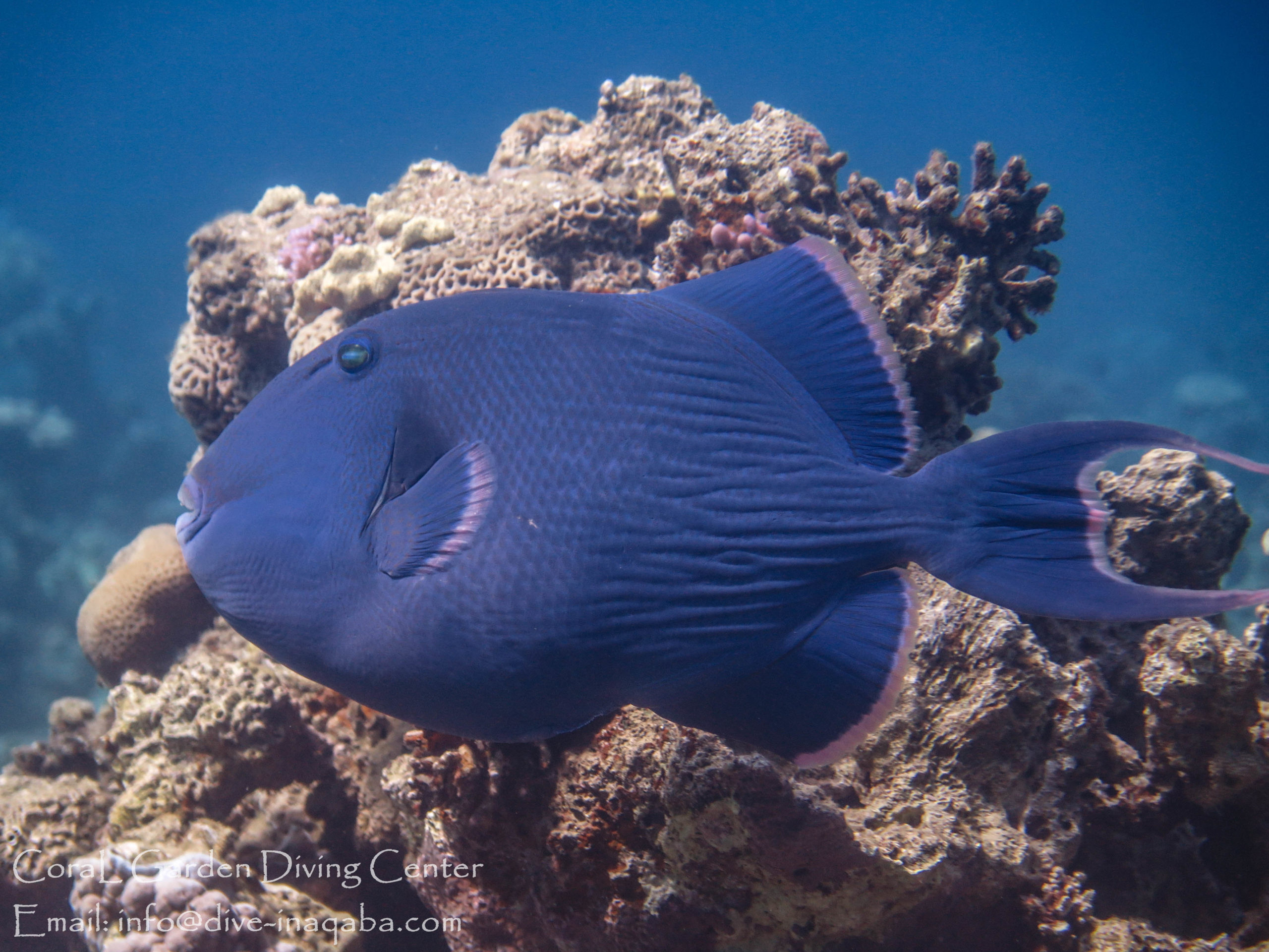 Red Sea facts - Jordan - Coral Garden Diving Center